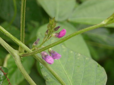荒川植物図鑑 マメ科